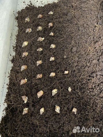 Улитки ахатины