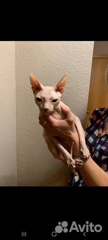 Найдена кошка