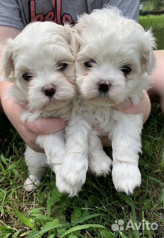 Девочки стандарт болоночки