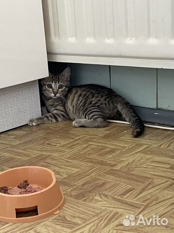 Котенок полосатик 3 мес