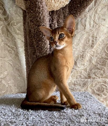 Абиссинские котята