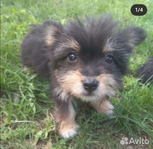 Щеночки в добрые руки