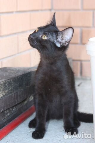 Красавчик Арес 3,5 мес