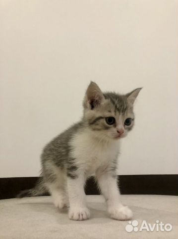 Шотланский прямоухий котенок