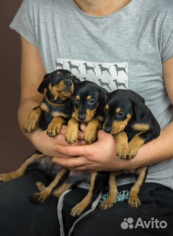 Щенки немецкий пинчер