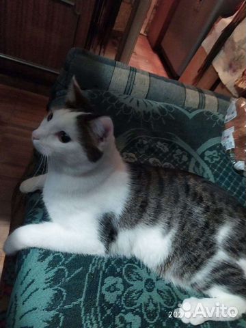 Отдаем в добрые руки