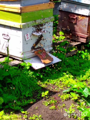 Пчелосемьи