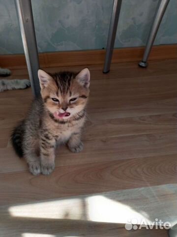 Шотландские котята