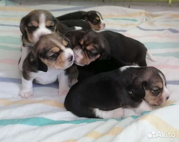 Щенки бигль