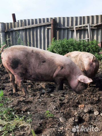 Свиньи на мясо