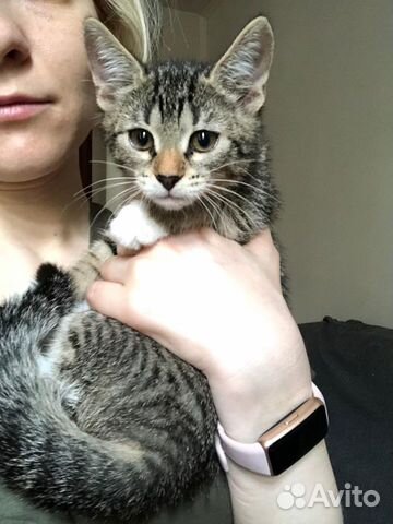 Кошка веселая девчонка