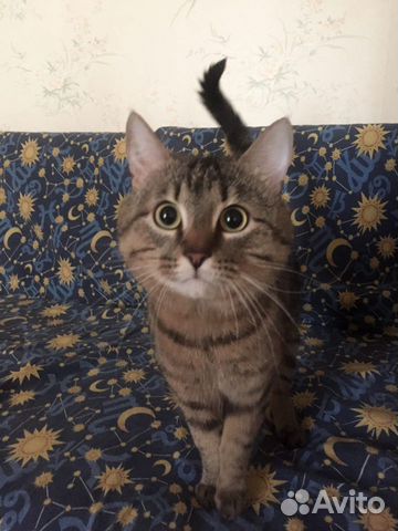 Кот Барсик ищет дом