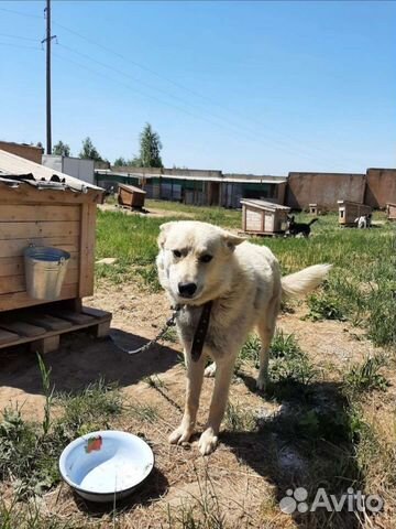 Собака в добрые руки