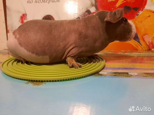 Морскае свинка "скинни" девочка