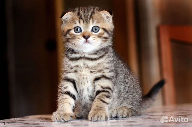Котенок вислоухий мальчик