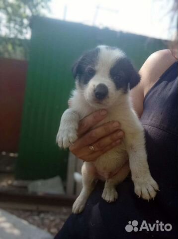 Щенок мальчик в хорошие руки