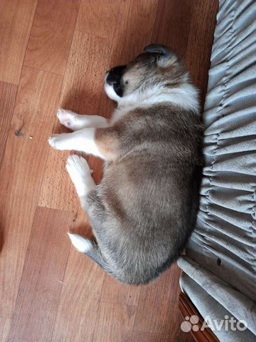 Щенки в добрые руки