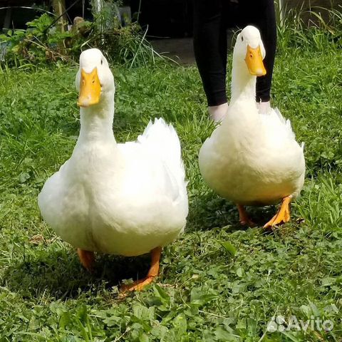 Утки ст5 и Мулард