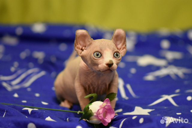 Мальчишка эльфик