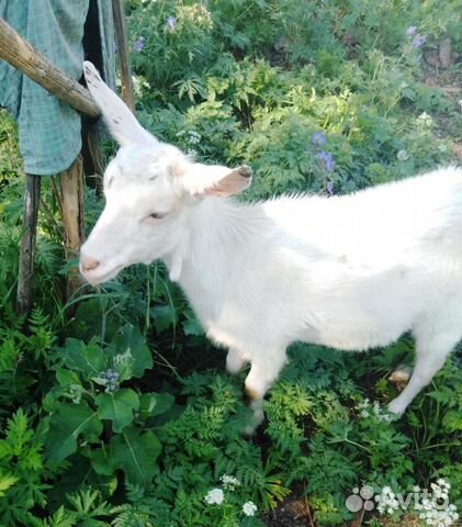 Козочка зааненская - нубийская 6 мес. Комолая