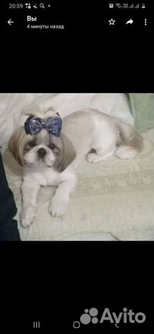 Собака ши тцу