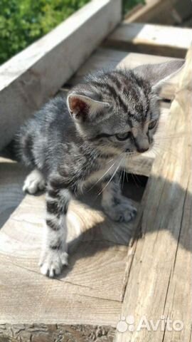 Котята шотландцы (смесь)