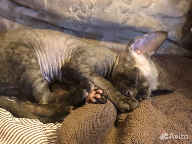 Девон рэкс мальчики и девочки