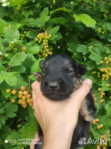 Щенки немецкой овчарки