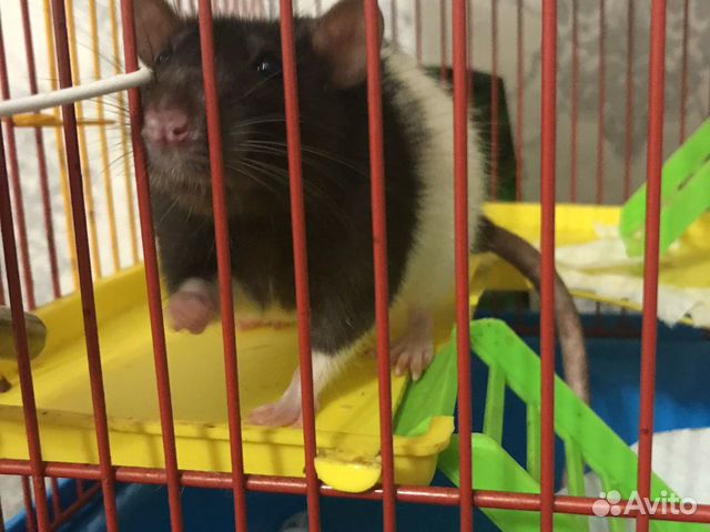 Крыса дамбо бесплатно с клеткой
