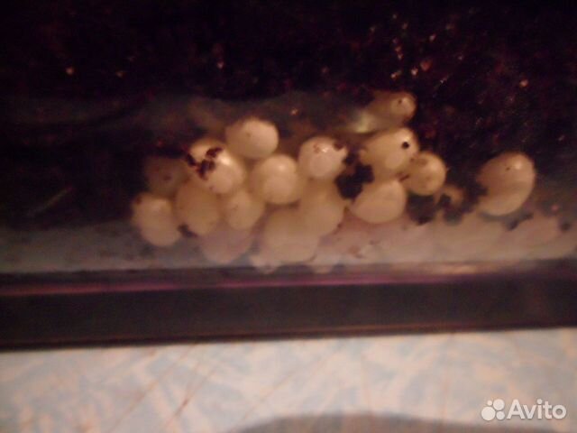 Улитки-ахатины