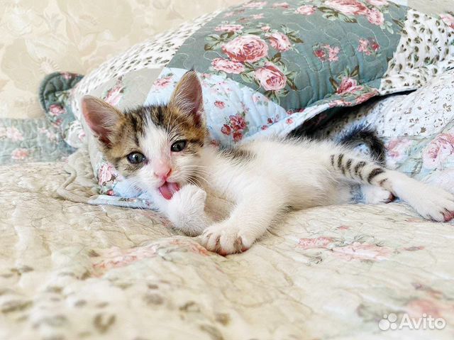 Котёнок ищет дом