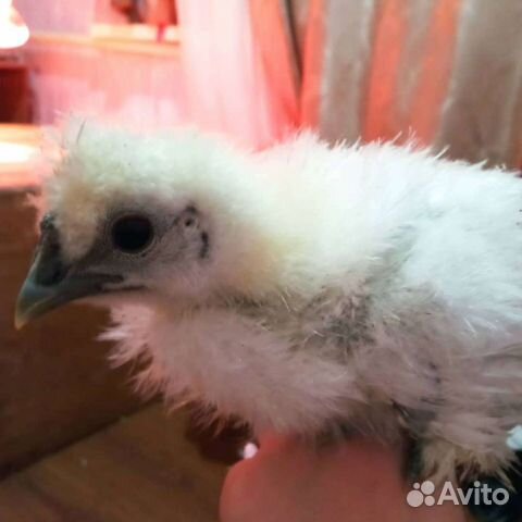 Китайские аборигенные, ухейлюй, мехеленская кукушк