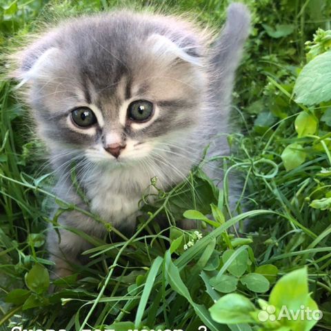 Вислоухие котята полукровки