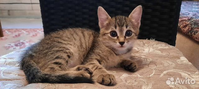 Котенок 1,5 мес. "Миссис-М" (кошечка)