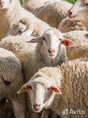 Овцы с ягнятами