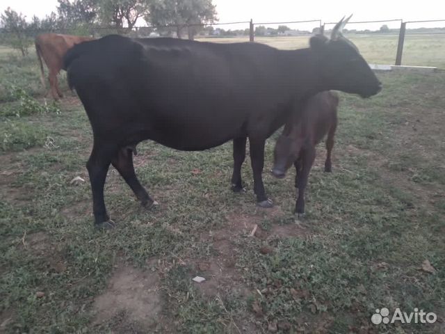 Продажа крс