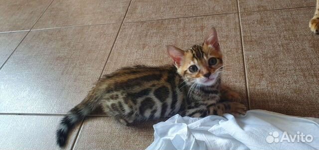 Бенгальские котята