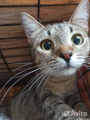 Юная кошечка Стеша