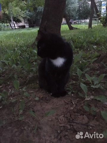 Кошка бобтейл