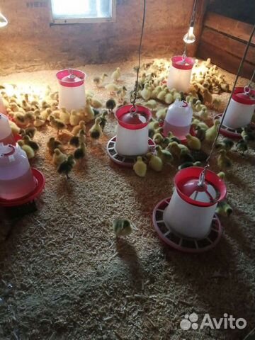 Продам гусят