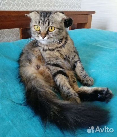 Хлоя отдам в добрые руки. Доставка