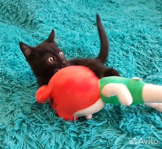 Чучело - Мяучело. Котенок в хорошие руки