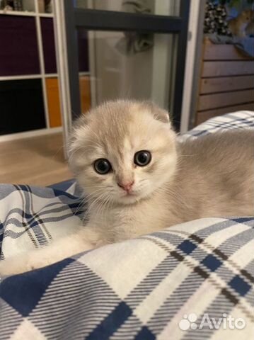 Шотландские котята