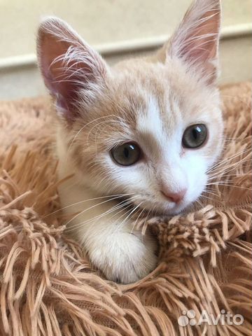 Котик в добрые руки