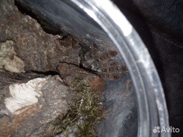 Heteroscodra maculata самка