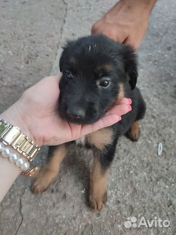 Три девочки хотят в добрые руки, Немка погуляла с