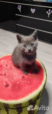 Британский котёнок с мраморным окрасом