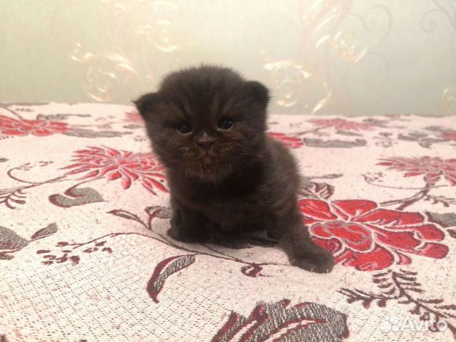 Шотландский котенок