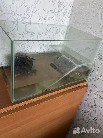 Черепаха с аквариумом