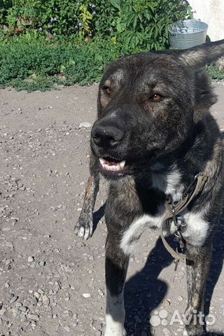 Кавказкий волкодав